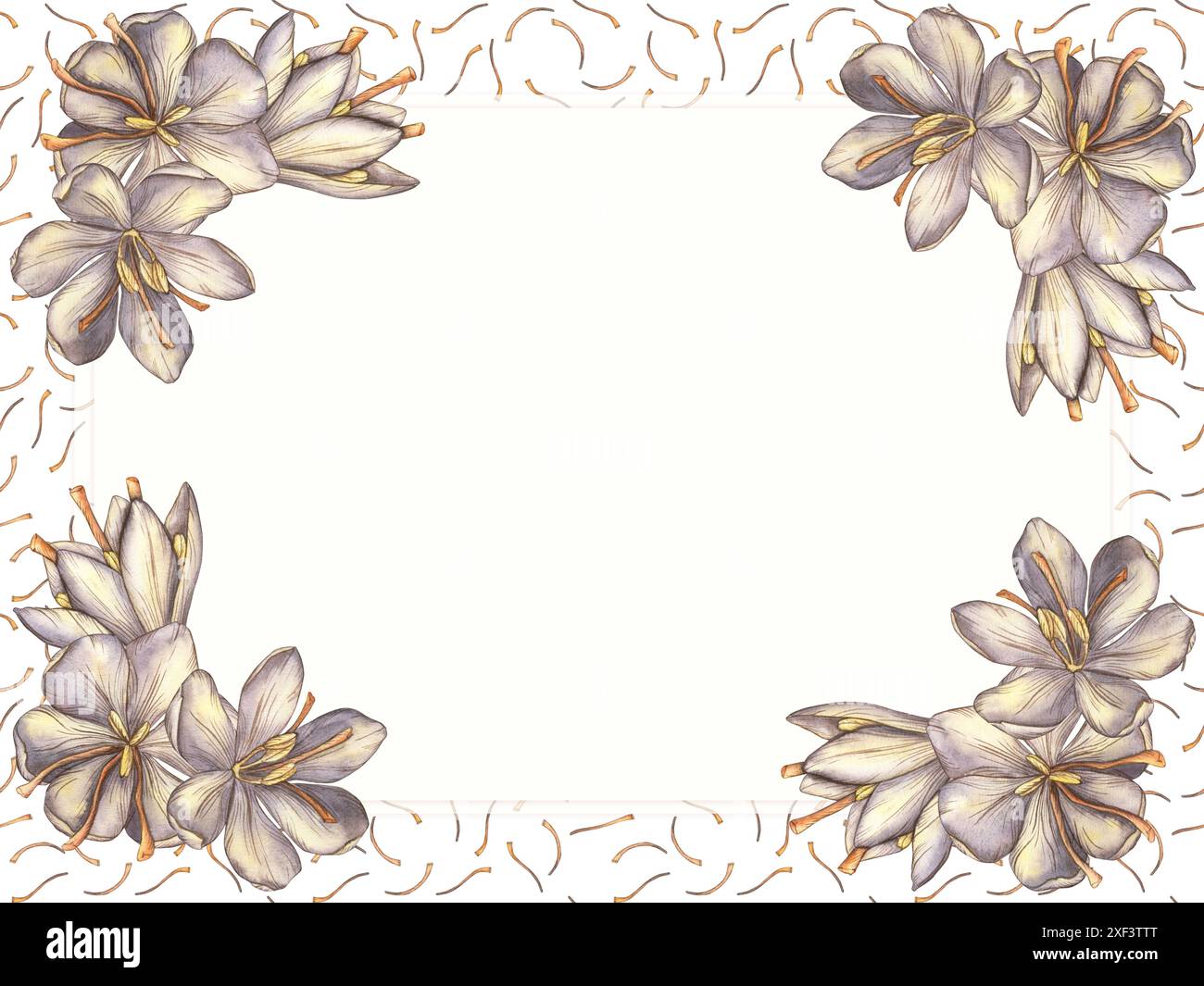 A frame with a purple bouquet of saffron flowers on a white background ...