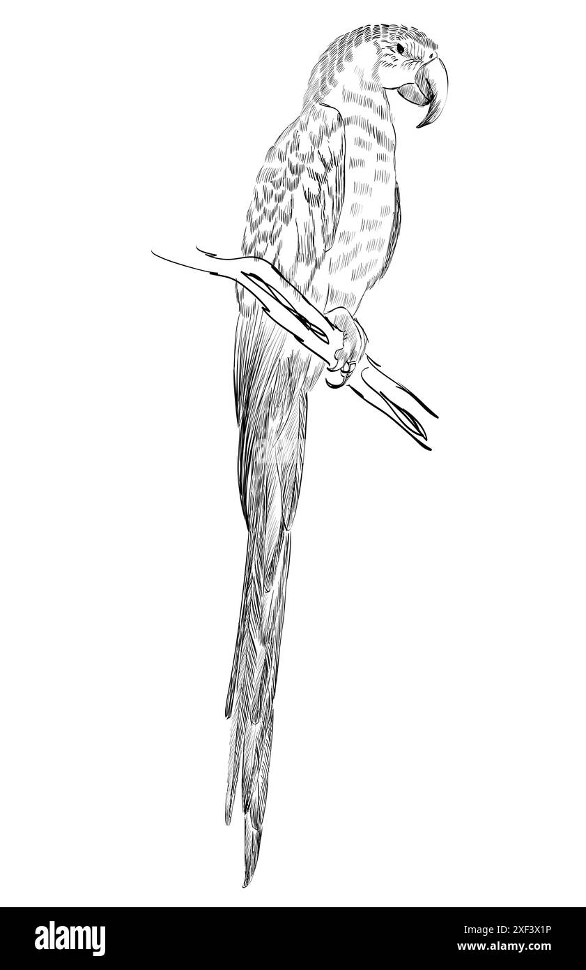 Vector sketch of a parrot. Hand drawn illustration Stock Vector Image ...