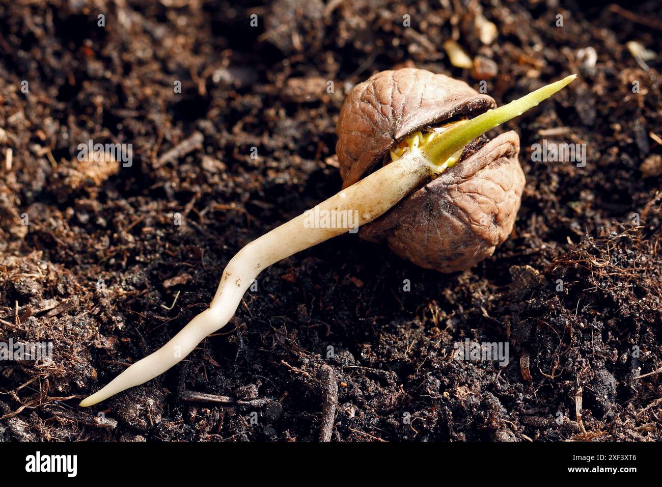 germinating walnut on soil, growing sprout of a young walnut with long ...