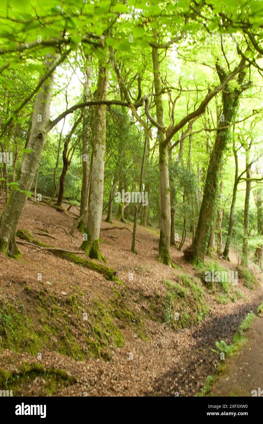 Woodland lizard hi-res stock photography and images - Alamy