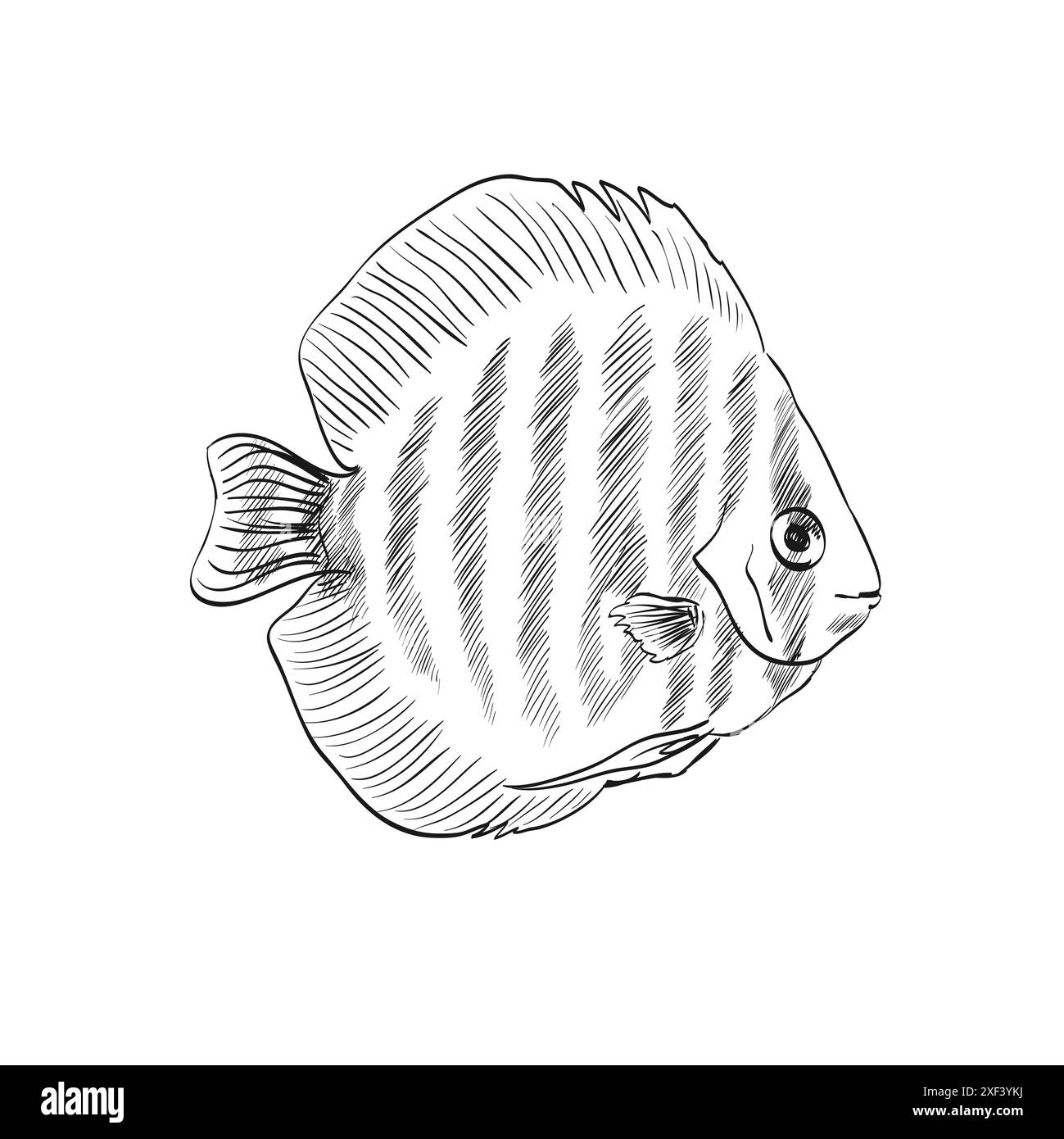 Vector illustration with hand drawn realistic fish Stock Vector Image ...