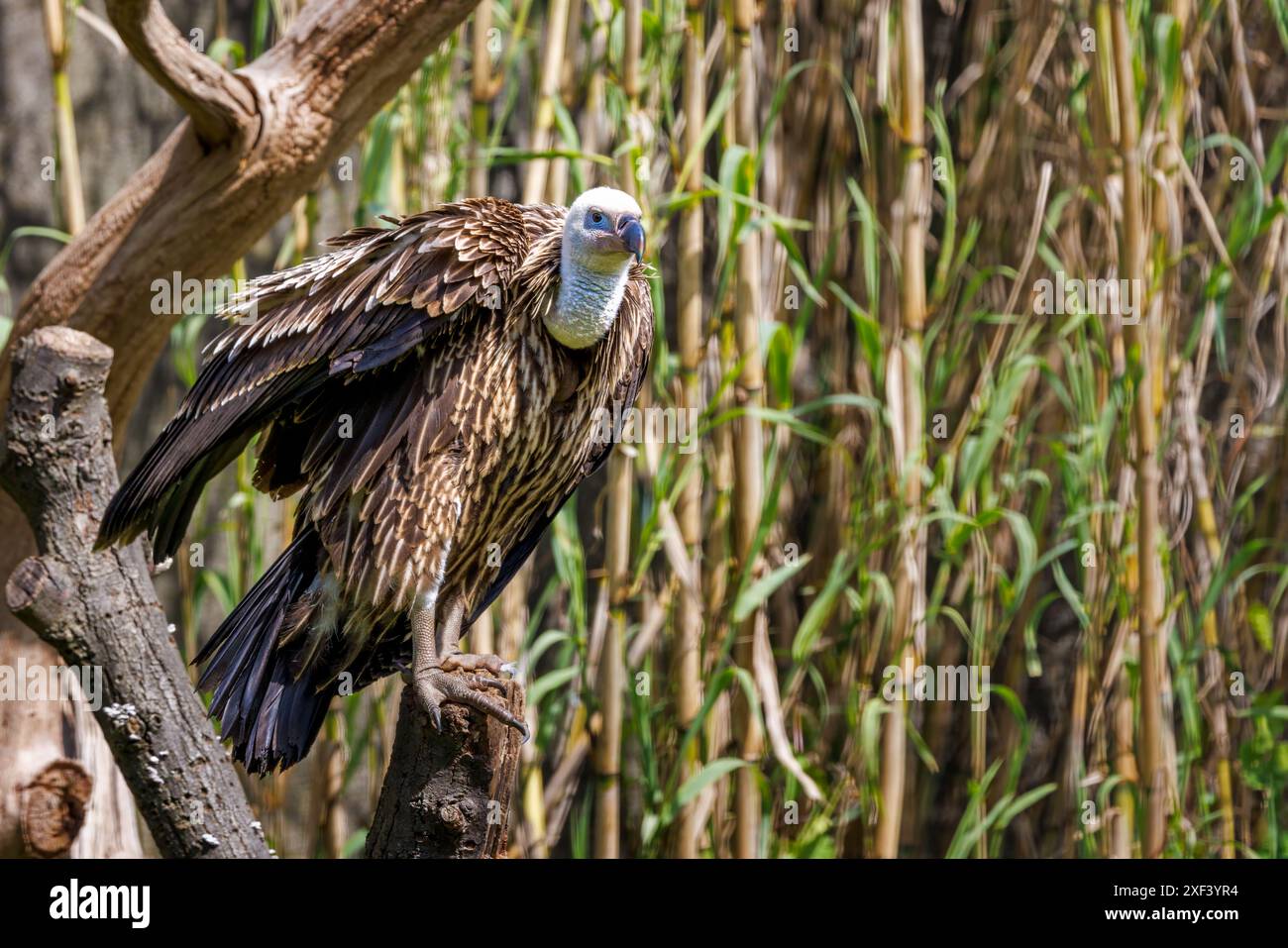 A Ruppell's griffon vulture, Gyps rueppelli, a large bird of prey ...