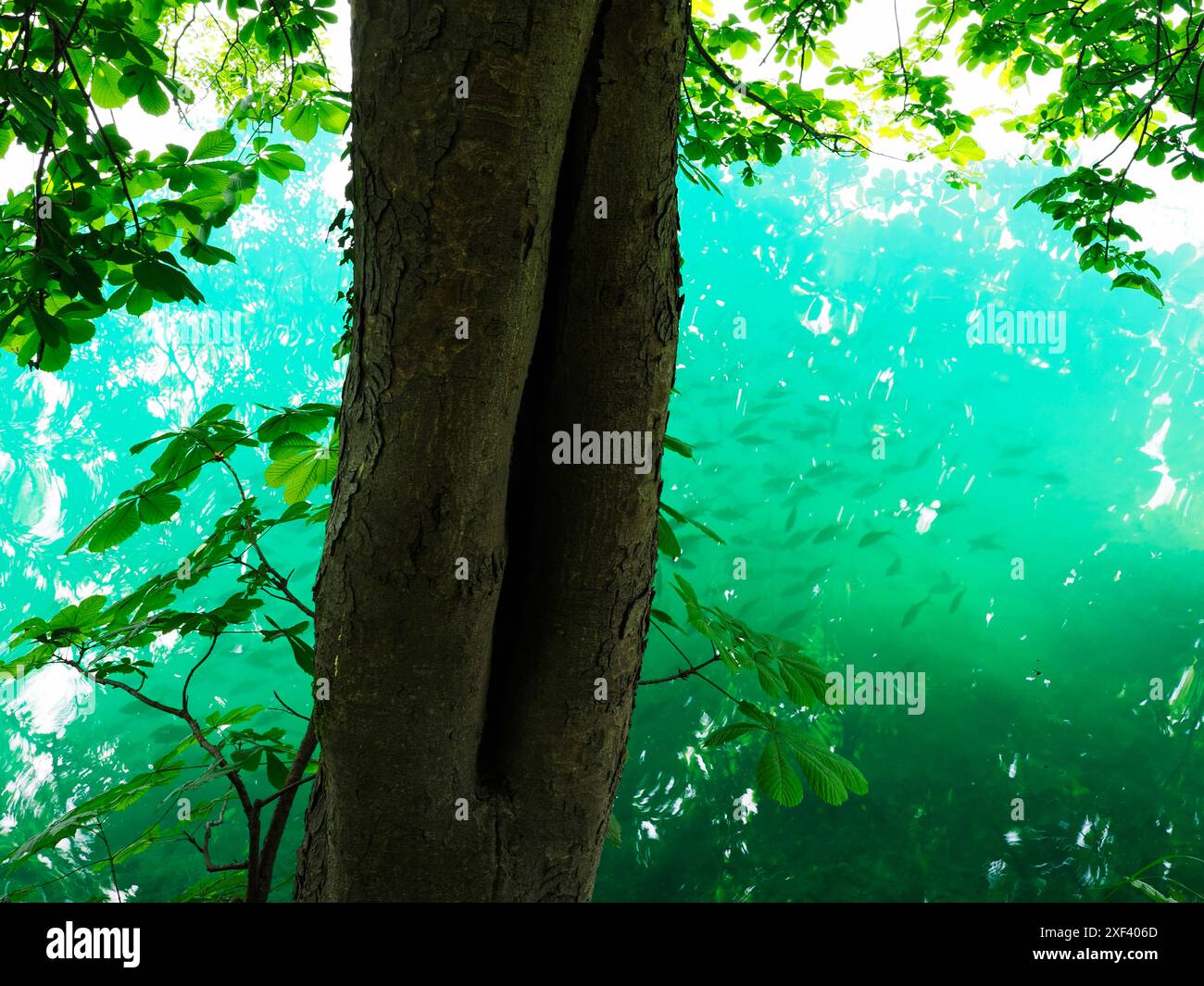 Fish in the blue green water of Lake Bled at Bled Island Bled Upper ...