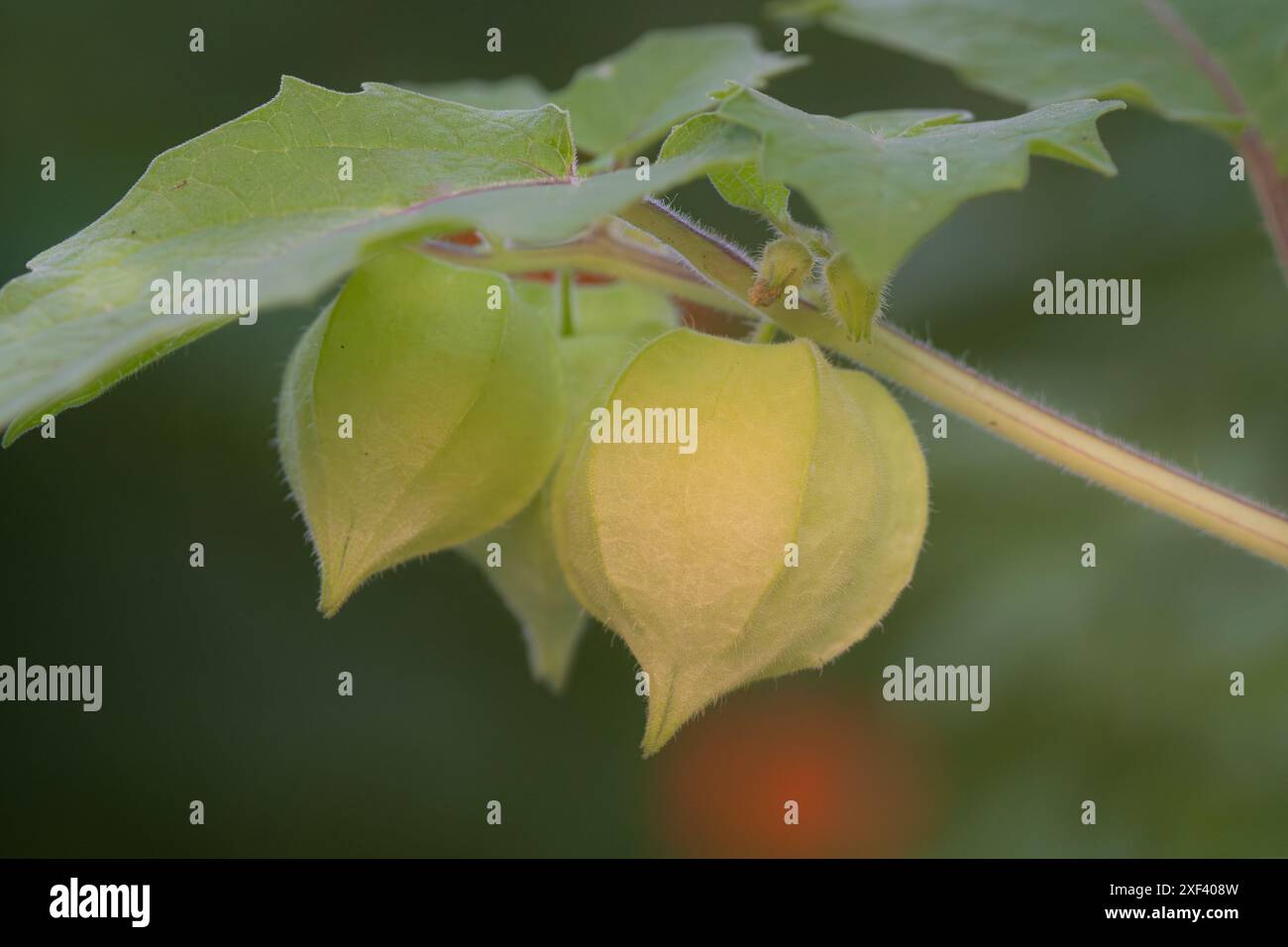 Yellow ground cherry berries develop inside a papery husk which when ...