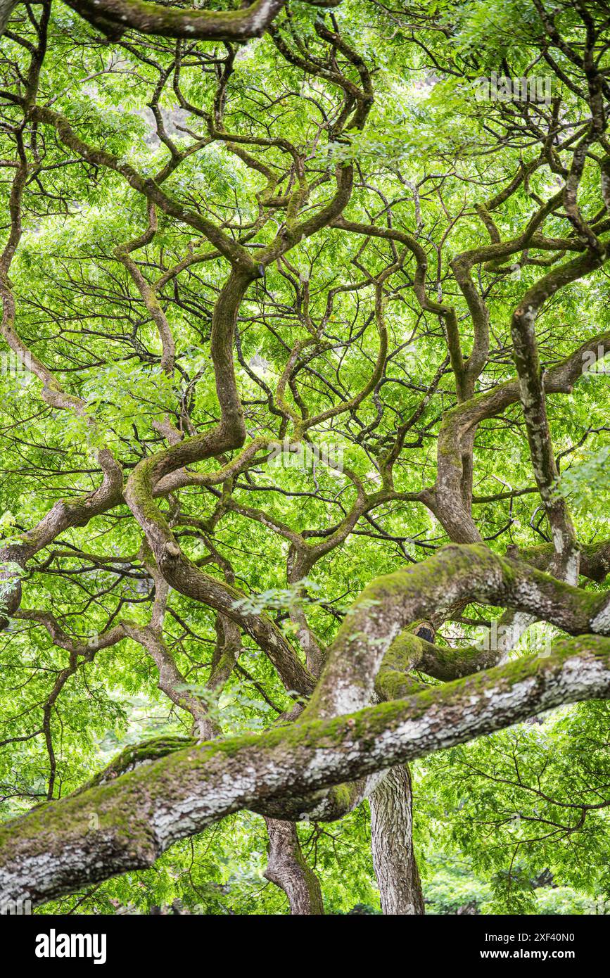 The intricate interplay of impressive camphor tree branches in Waimea ...