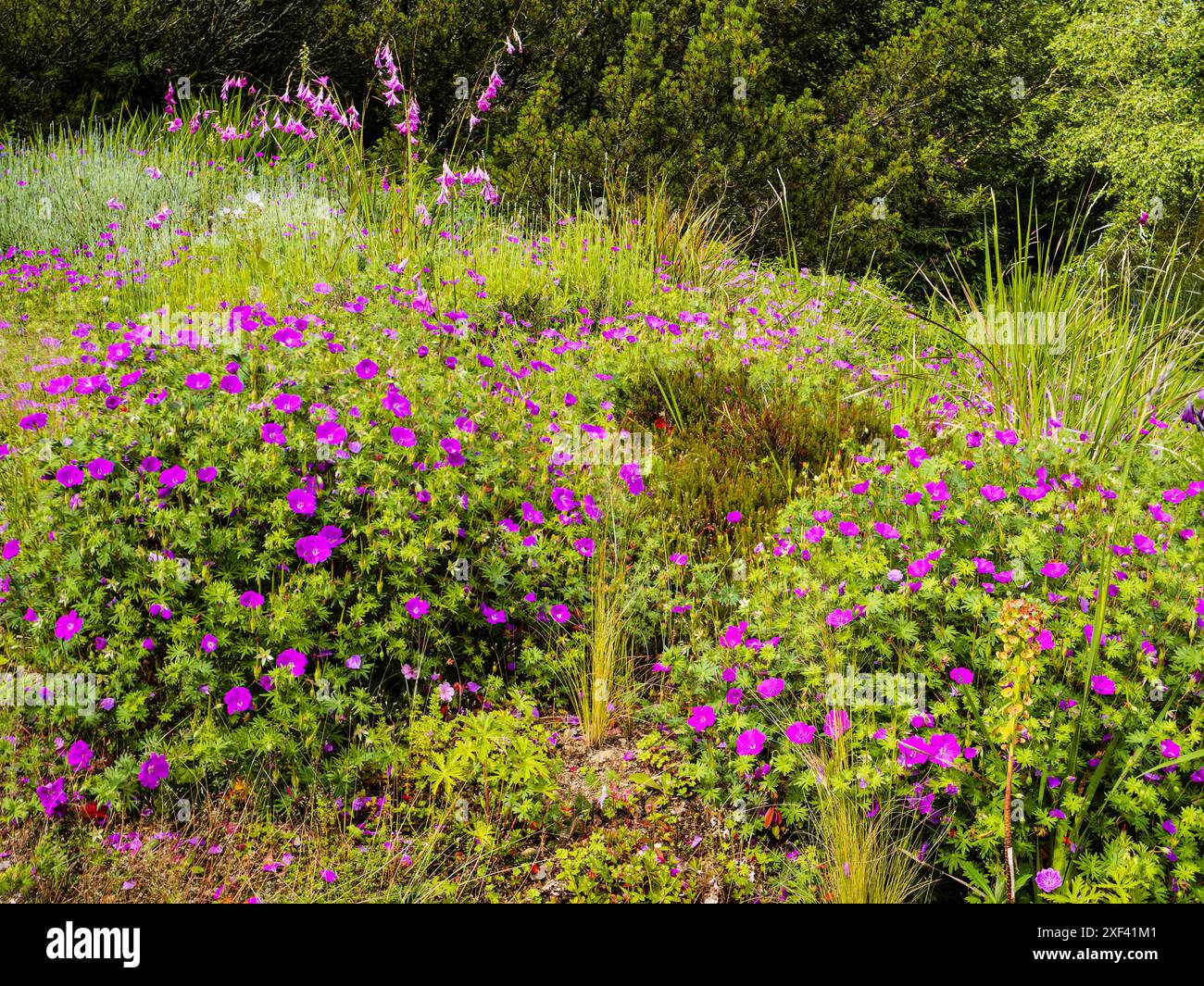 Dark pink Geranium sanguineum contarsts with the lighter pink of ...