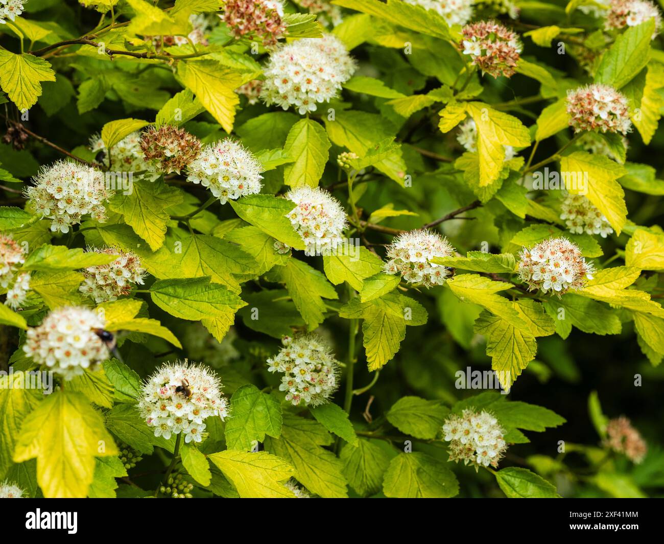 White flowers in the heads of the hardy deciduous gold leaved shrub ...