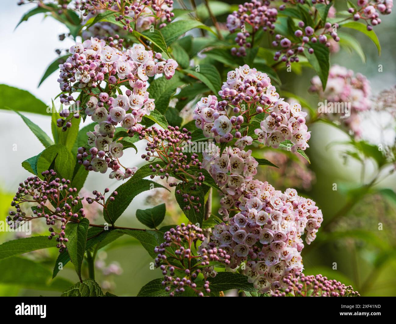 Summer flowers of the compact hardy deciduous shrub, Deutzia compacta ...
