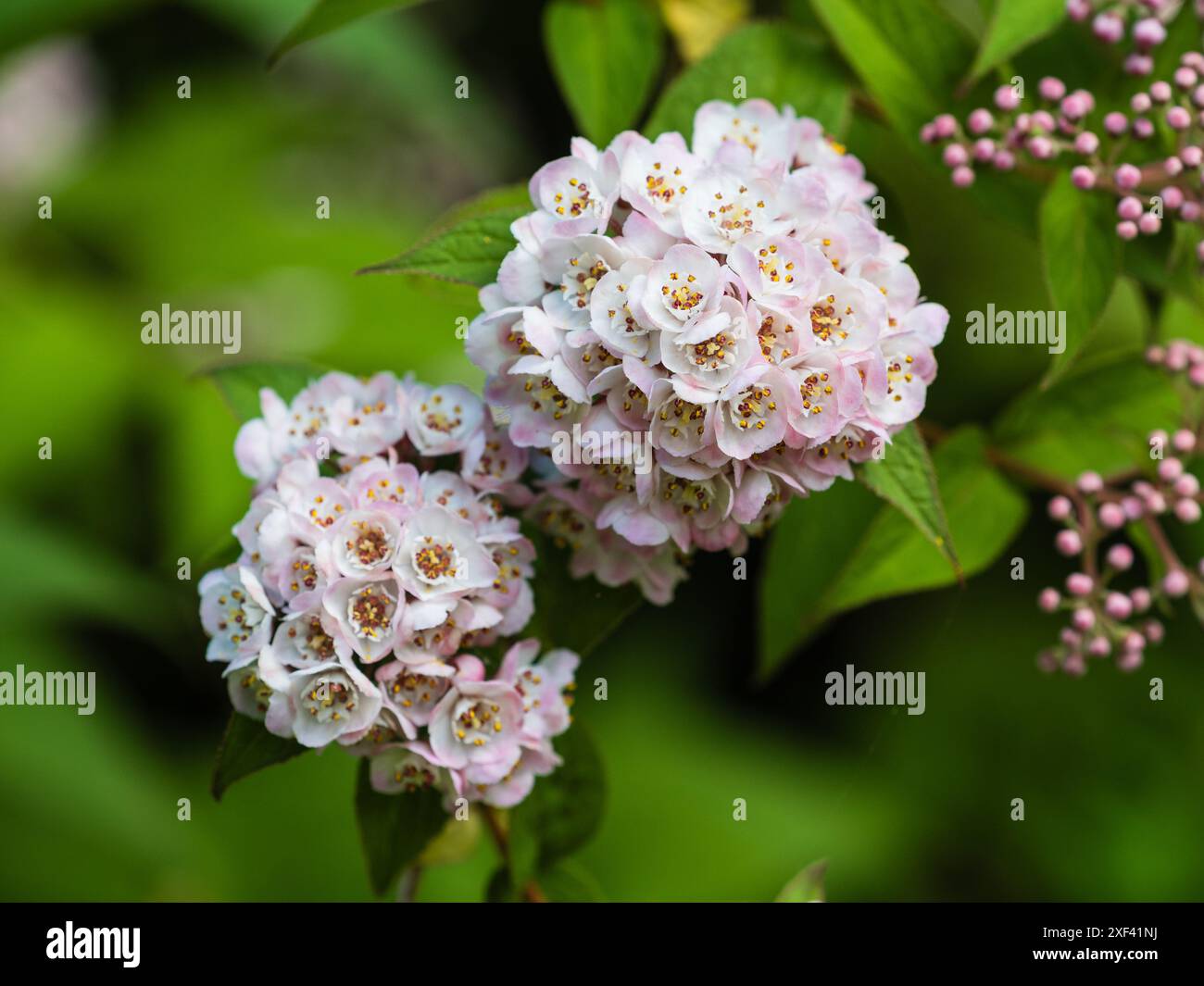 Summer flowers of the compact hardy deciduous shrub, Deutzia compacta ...