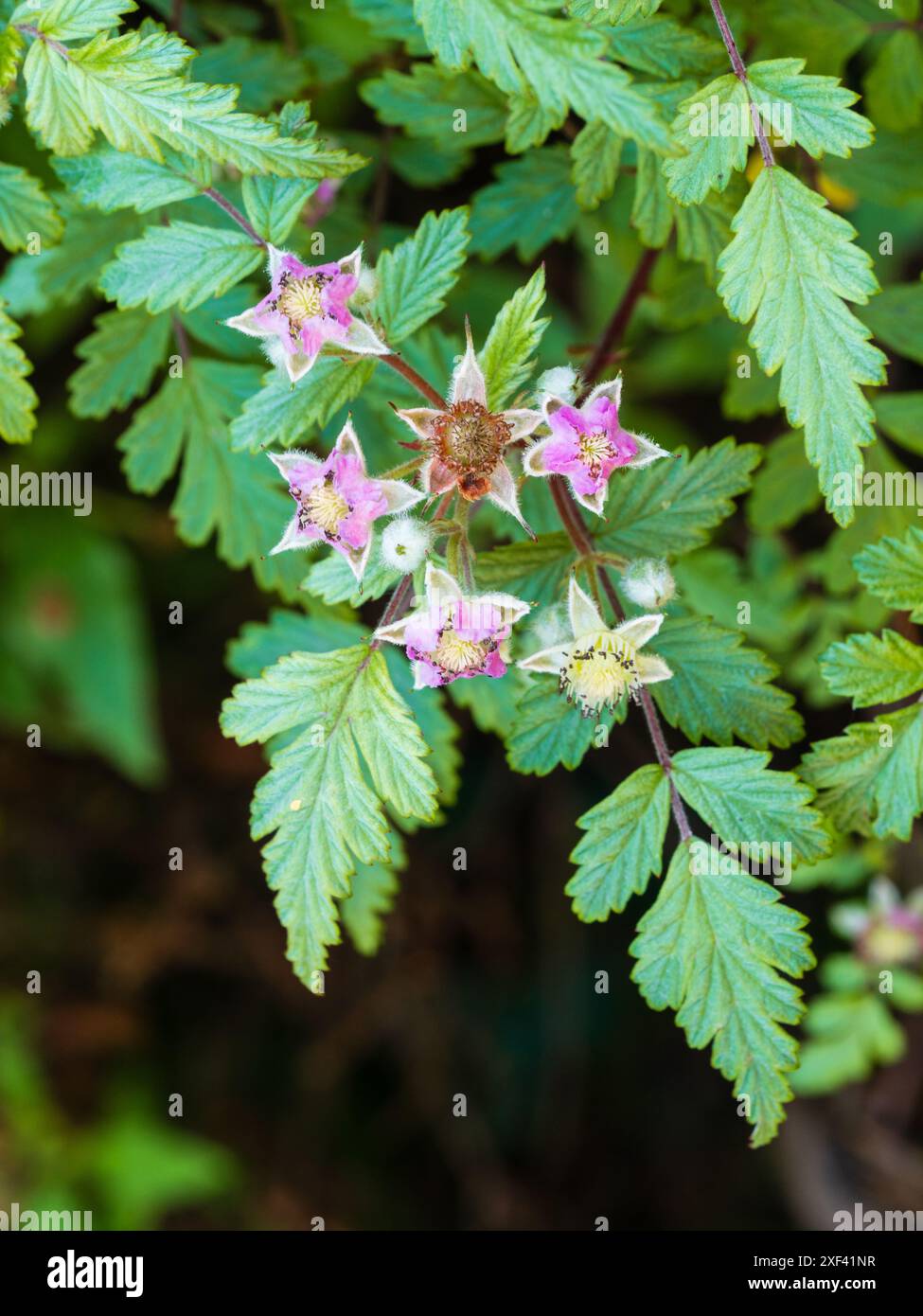 June flowers of the ghost bramble, Rubus thibetanus 'Silver Fern' Stock ...