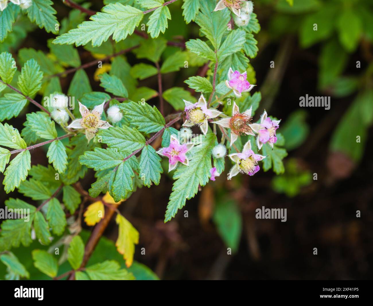 June flowers of the ghost bramble, Rubus thibetanus 'Silver Fern' Stock ...