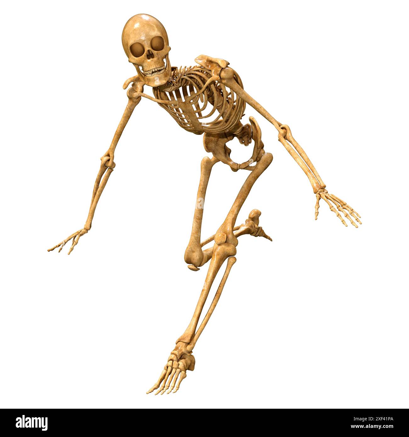 3D rendering of a human skeleton isolated on white background Stock ...