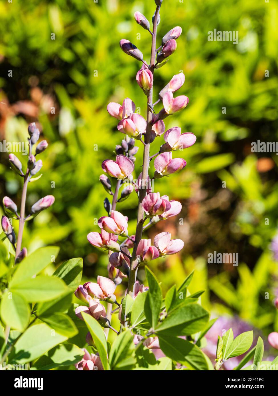 Summer spikes of pink flowers of the hardy perennial false indigo ...