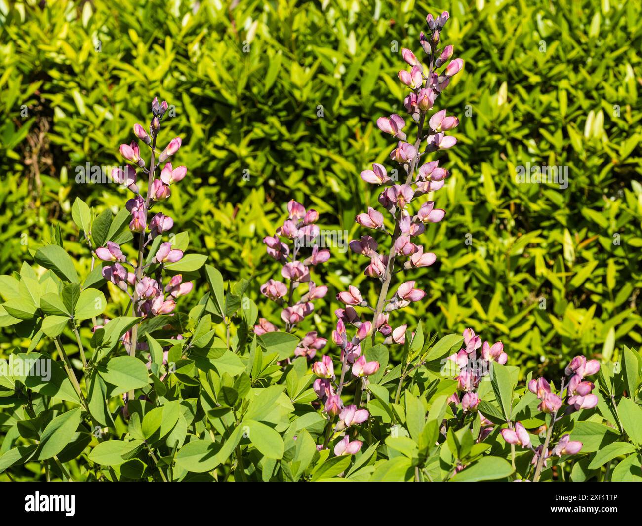 Decadence deluxe series hi-res stock photography and images - Alamy