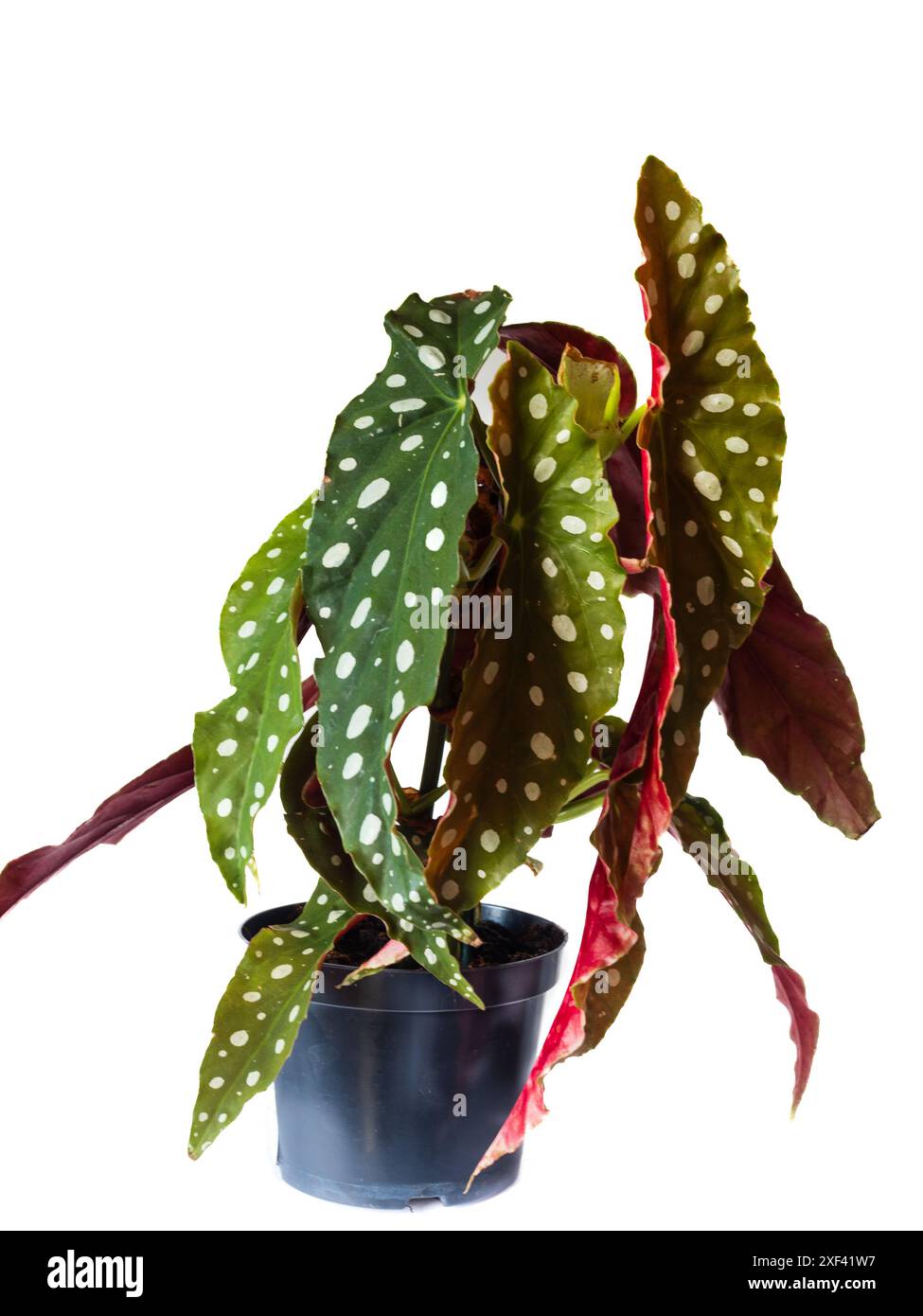 Begonia maculata hi-res stock photography and images - Alamy