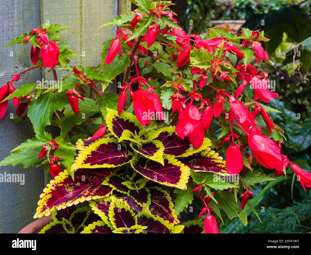 Summer container with Coleus 'Alligator Alley' and Begonis boliviensis ...
