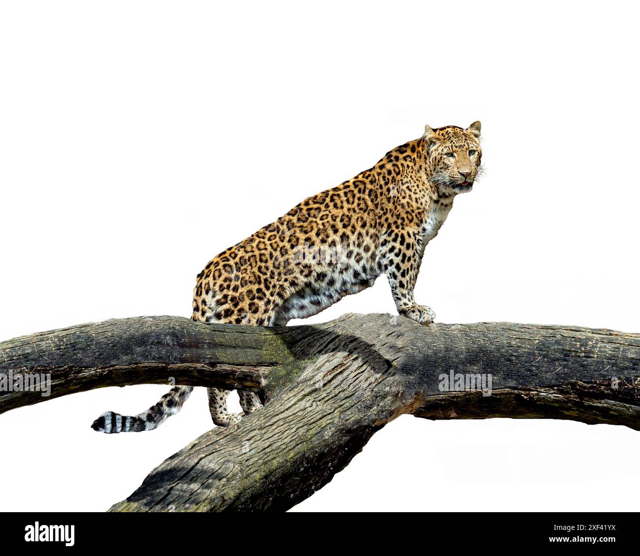 The prey of a leopard Cut Out Stock Images & Pictures - Alamy