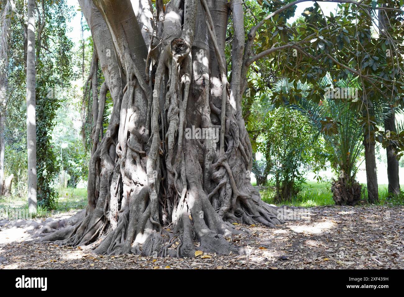 Thick and rope-like trunk of a centuries-old Ficus tree Stock Photo - Alamy