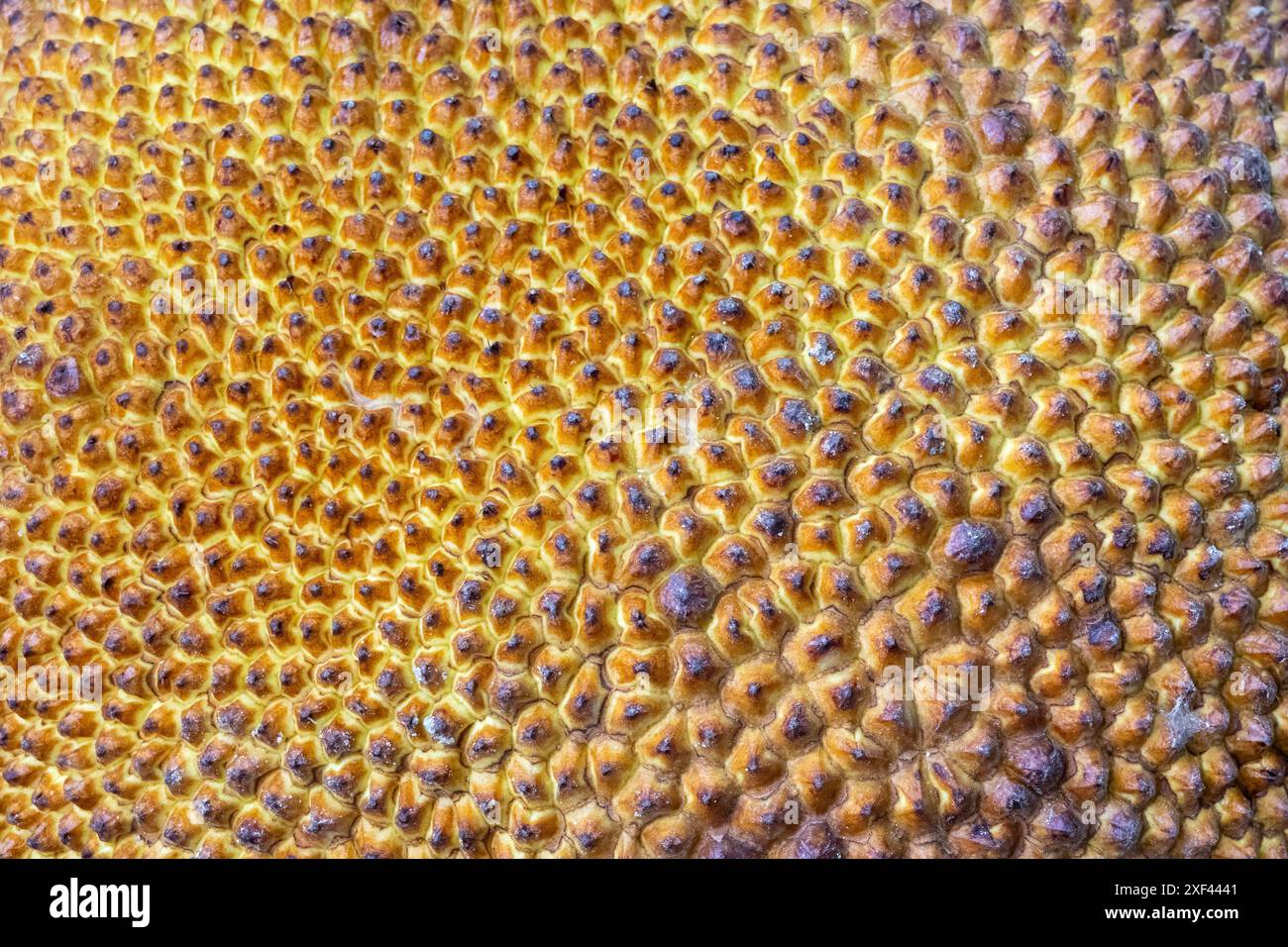 Organic jackfruit jack fruit hi-res stock photography and images - Alamy