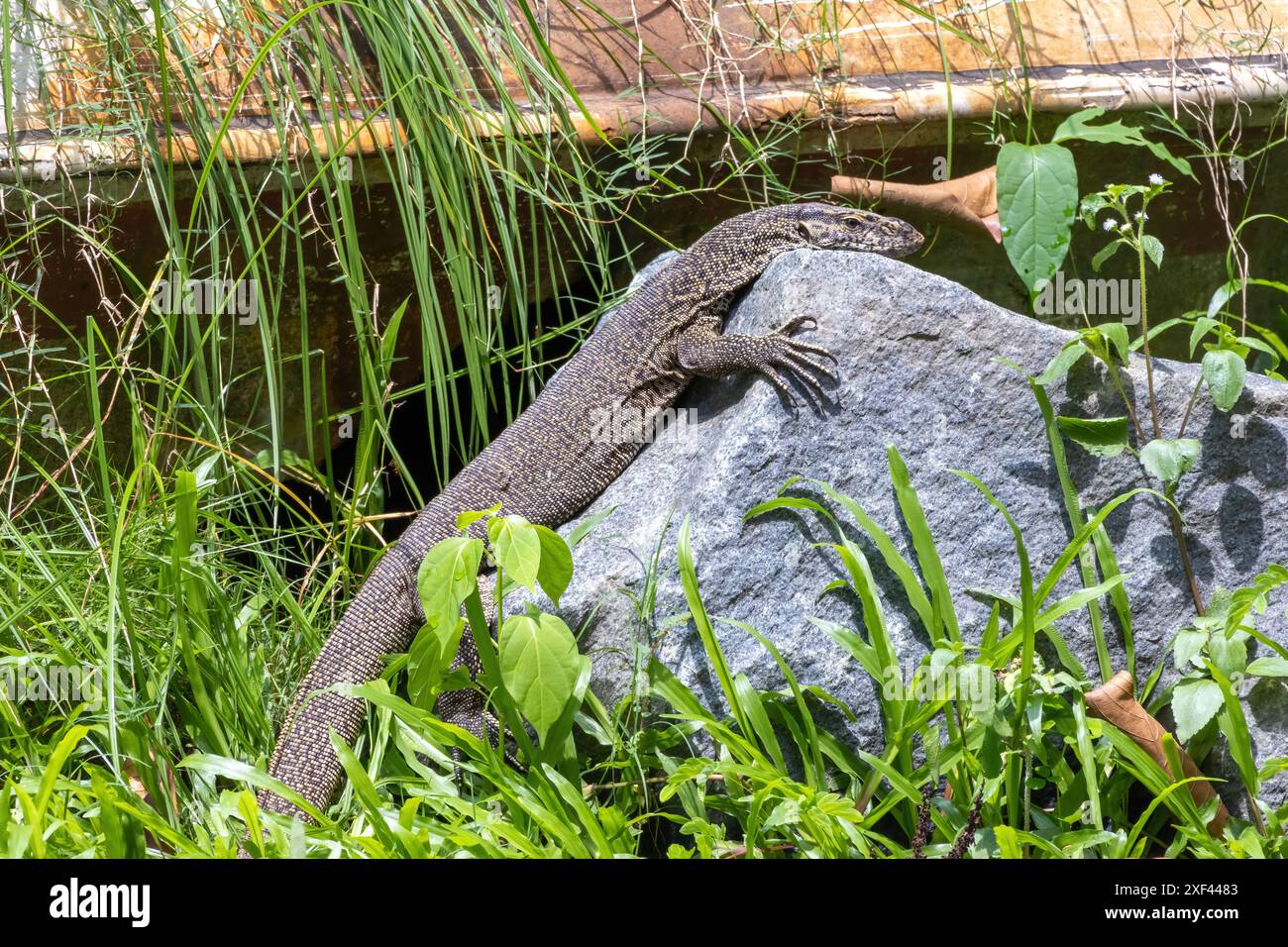 Asian monitor lizards resting on rock. A rare species of Guisap (Bengal ...