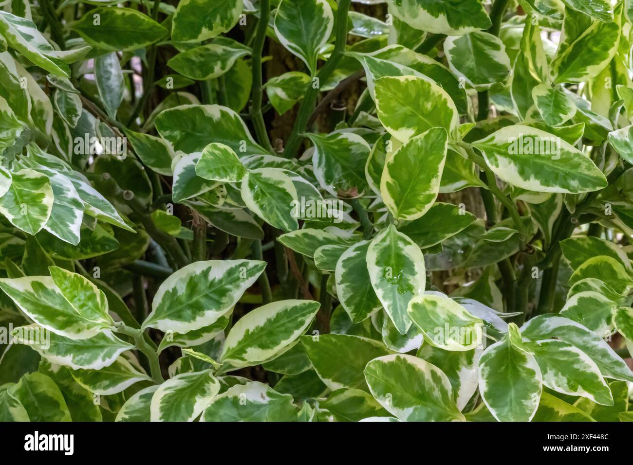 Euphorbia tithymaloides (Devil's backbone) plant leaves background ...