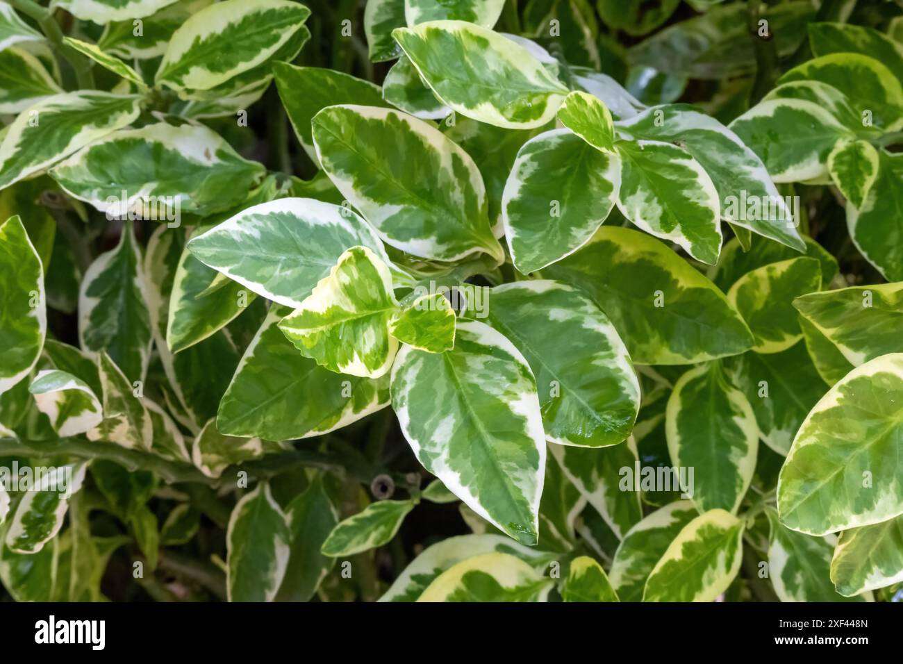 Euphorbia tithymaloides plant leaves background. It is also known as ...