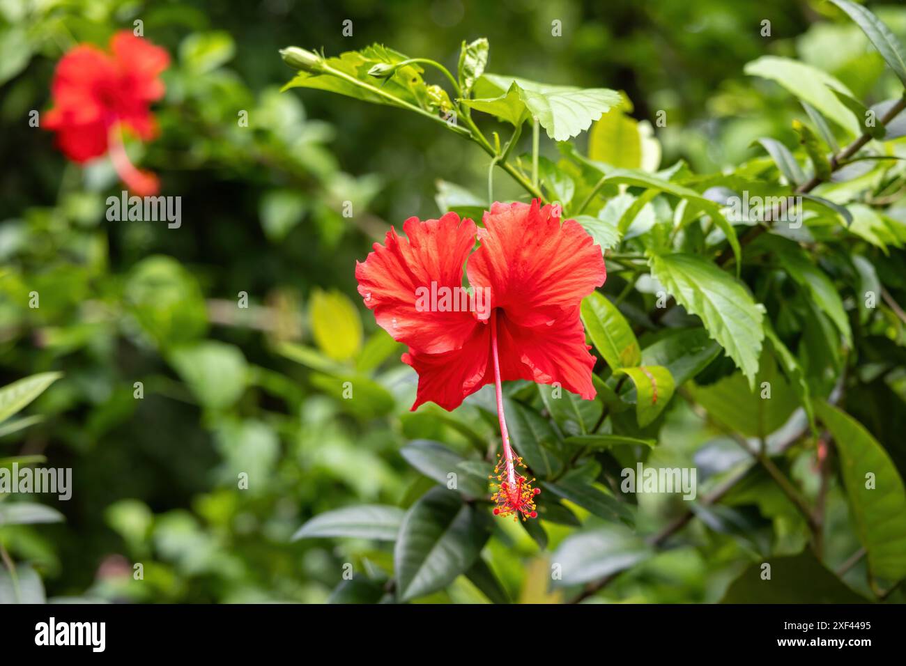 Beautiful red Hibiscus rosa-sinensis flower blooming in garden. It is ...