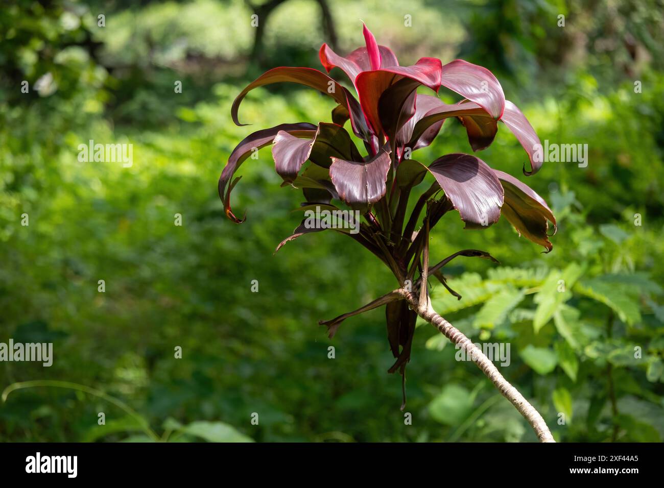 Ti Plant (Cordyline fruticosa) flowering plant in the garden. It is ...