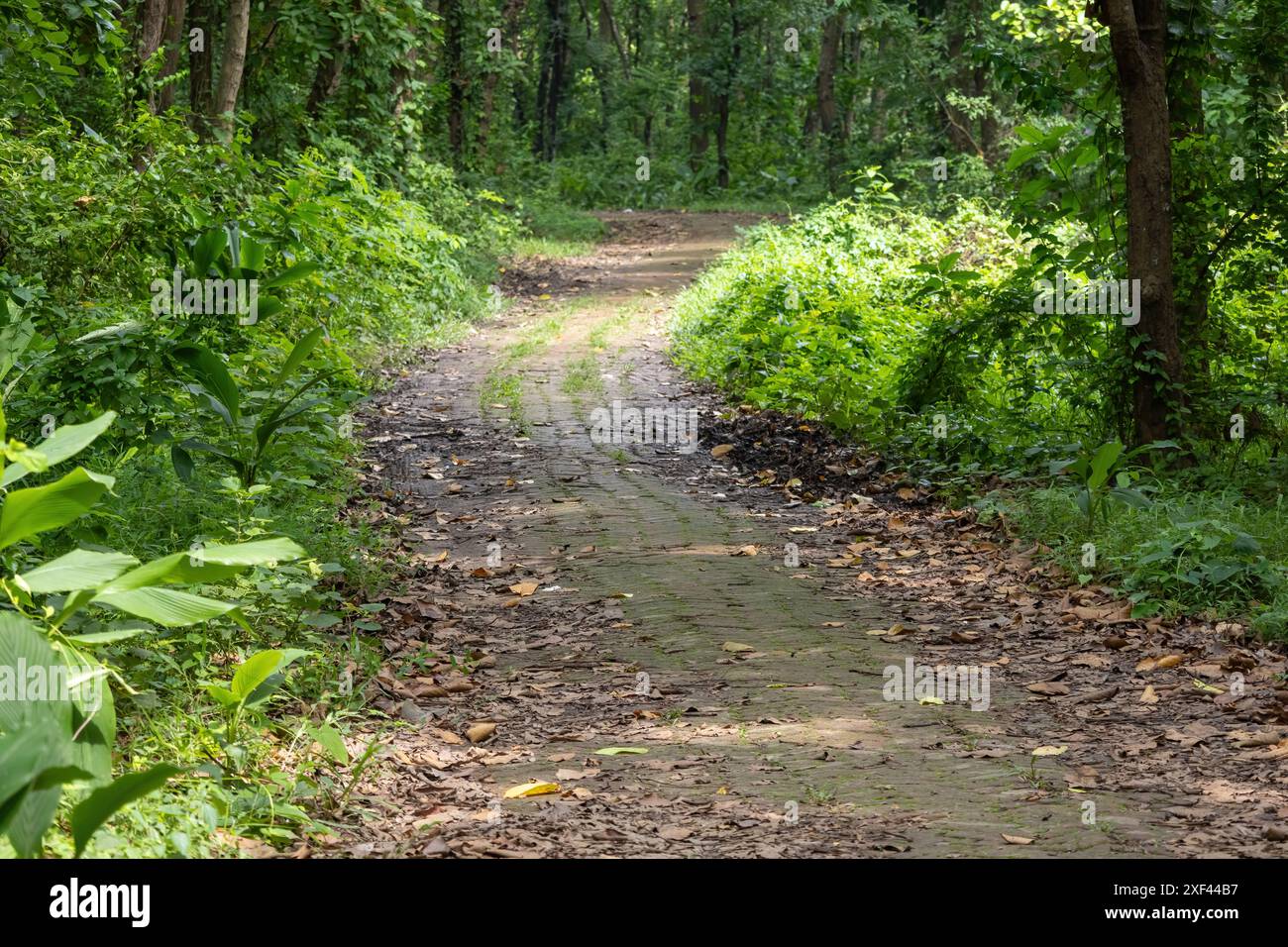 Clay brick road in the jungle. Beautiful walk way in the forest with ...