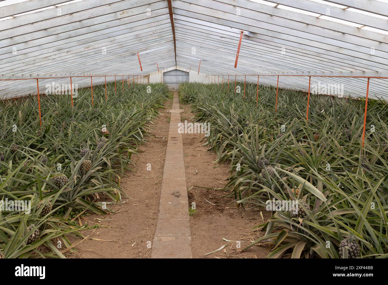 A pineapple plantations - greenhouse with a row of plants in it Stock ...