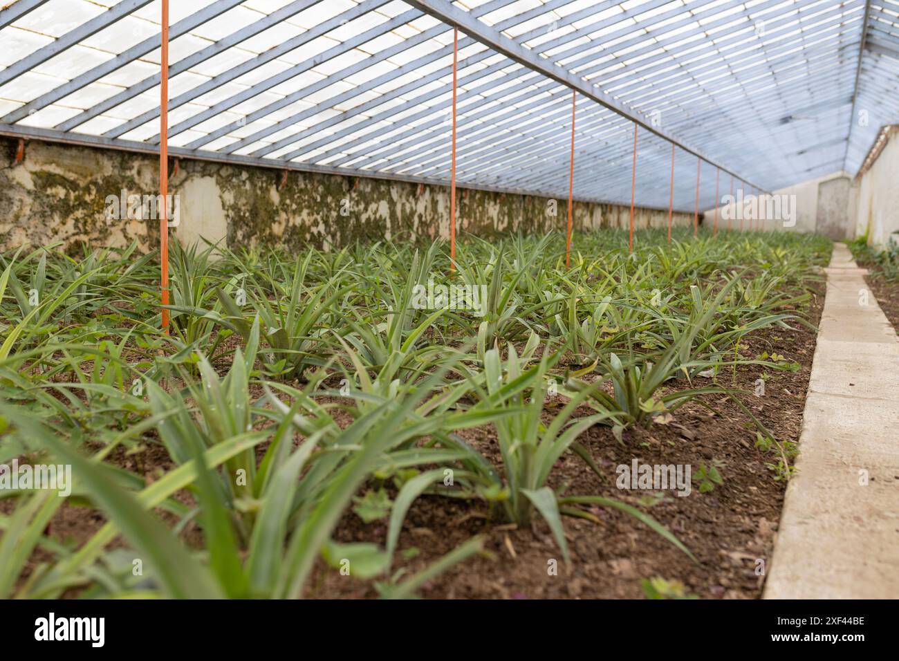 A pineapple plantations - row of plants Stock Photo - Alamy