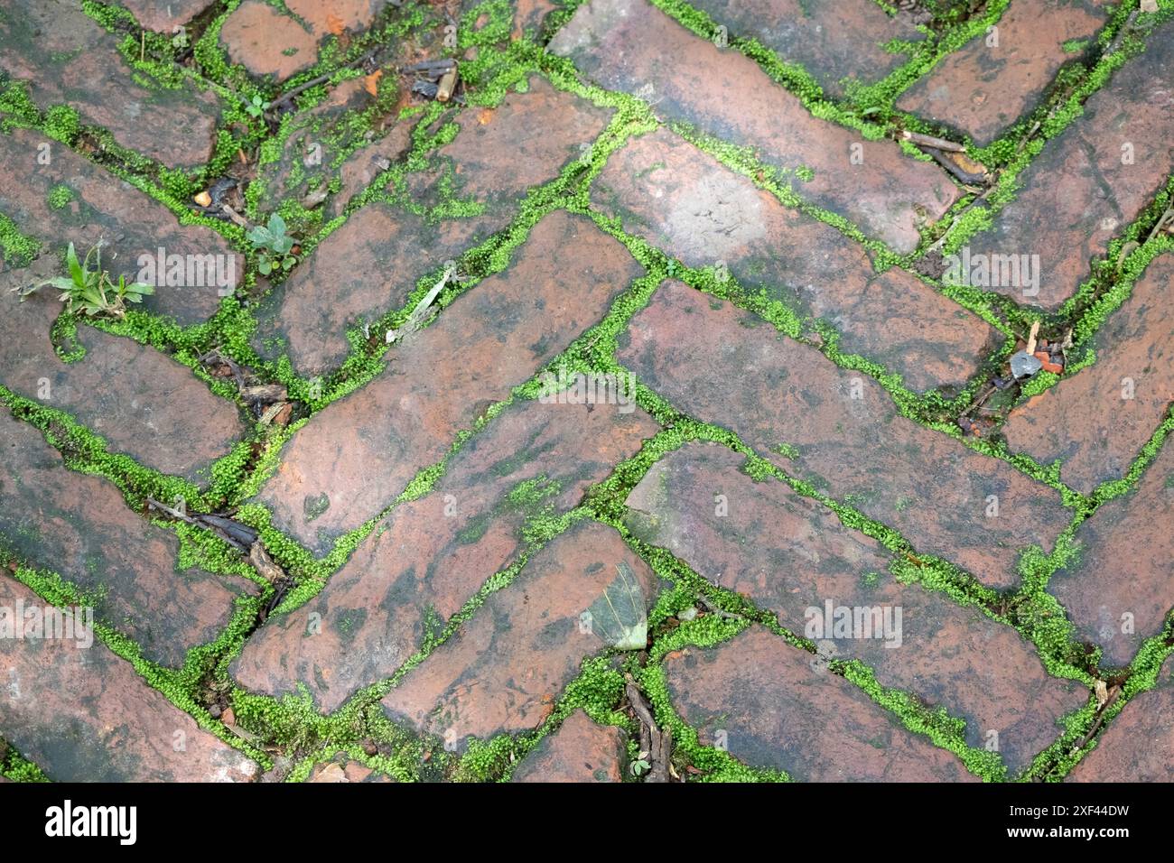 Moss and old brick road. Moss growing on pavement. Abstract background ...