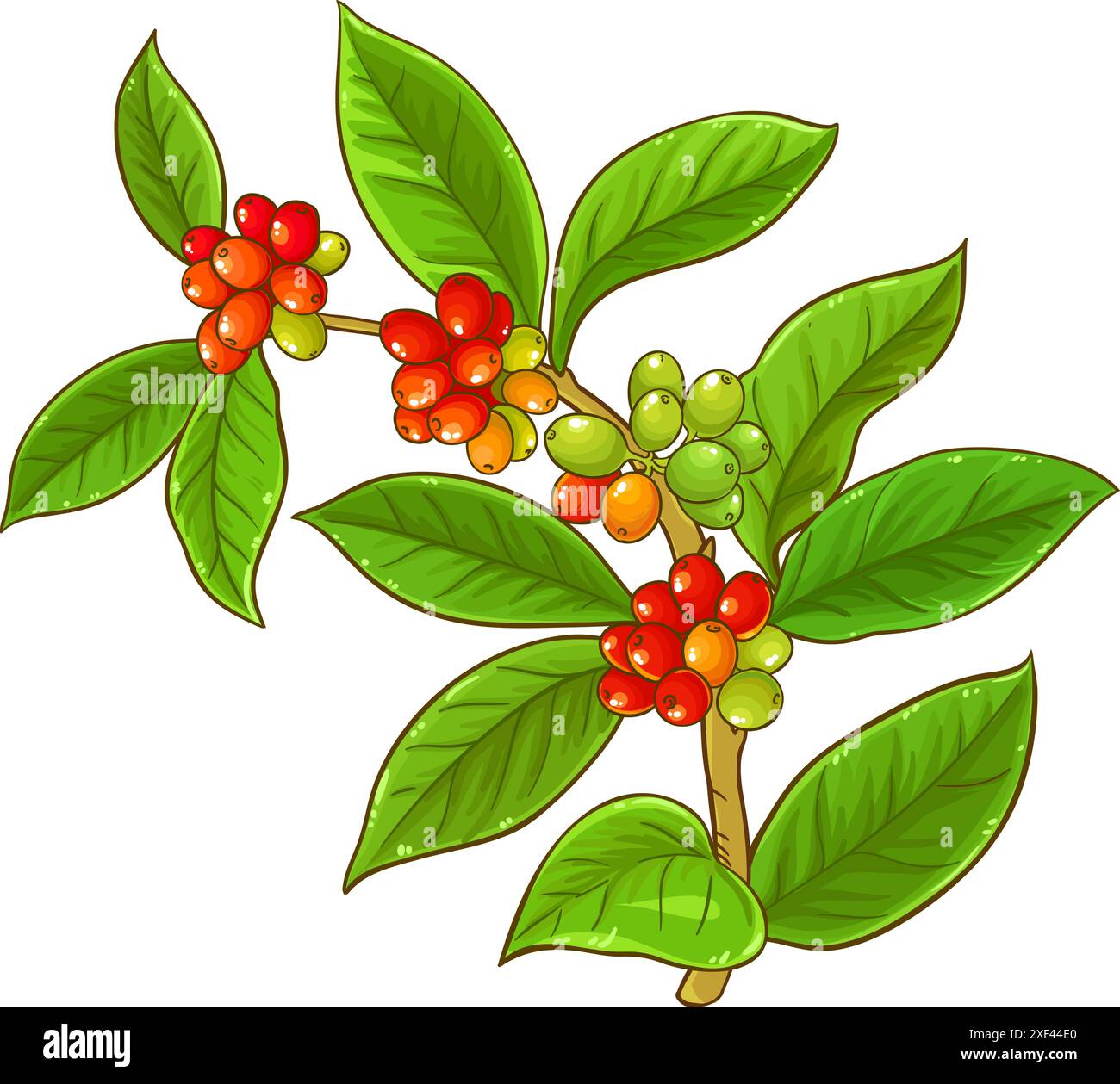 Coffee Branch Colored Detailed Illustration Stock Vector Image & Art ...