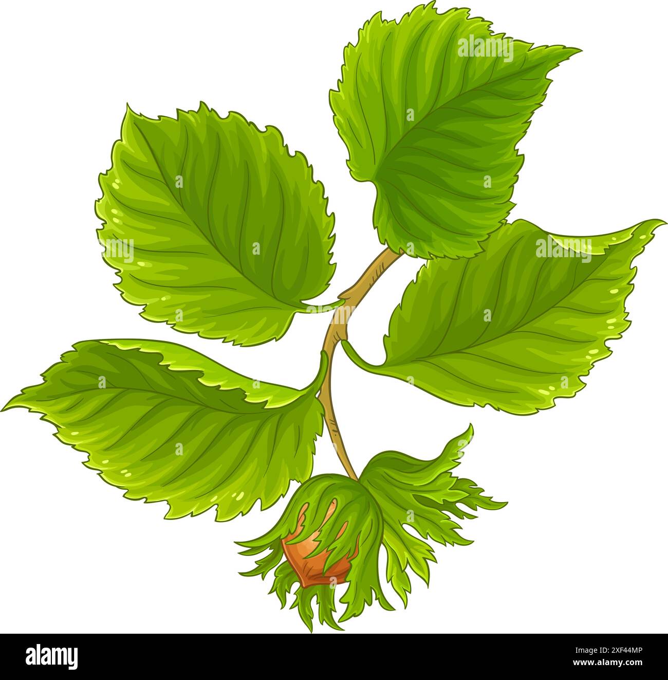 Hazelnut Branch Colored Detailed Illustration Stock Vector Image & Art ... Hazelnut Branch Colored Detailed Illustration Stock Vector Image & Art ...