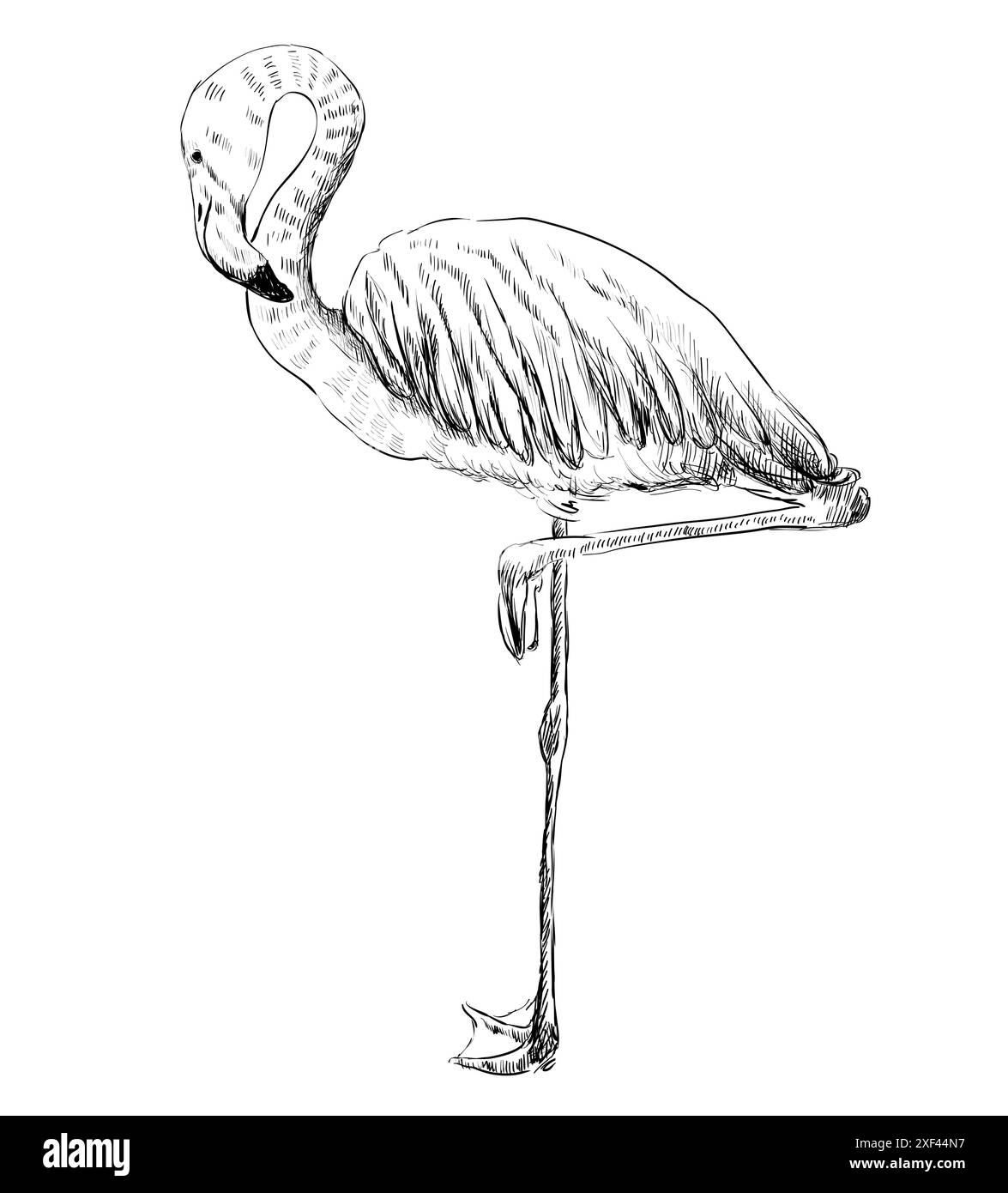 vector sketch of a flamingo. hand drawn illustration Stock Vector Image ...