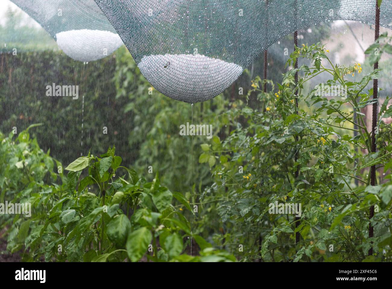 Vegetable plant net hi-res stock photography and images - Alamy