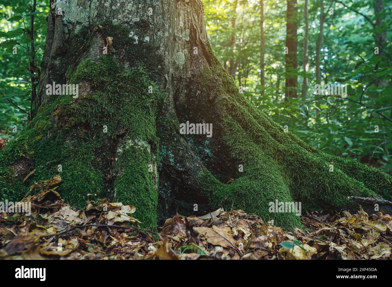 Old tree roots covered with green moss. Forest landscape. Fallen leaves ...
