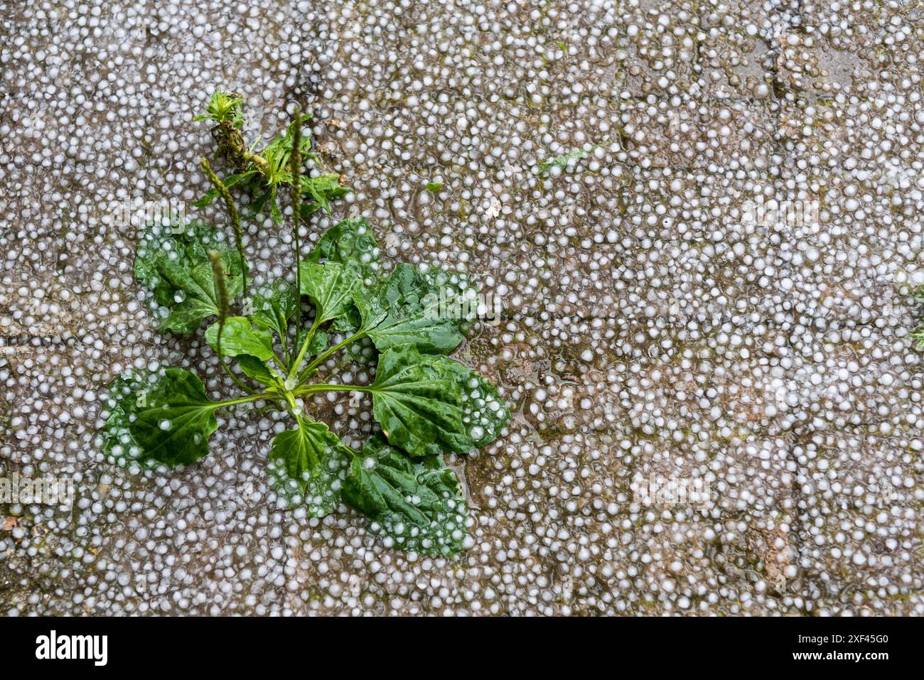 Ice pebbles from Hail have collected on the ground Stock Photo - Alamy