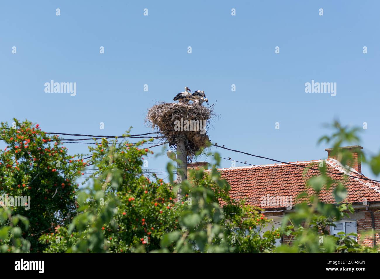 A family of storks - adults and young birds, in a nest in a village ...