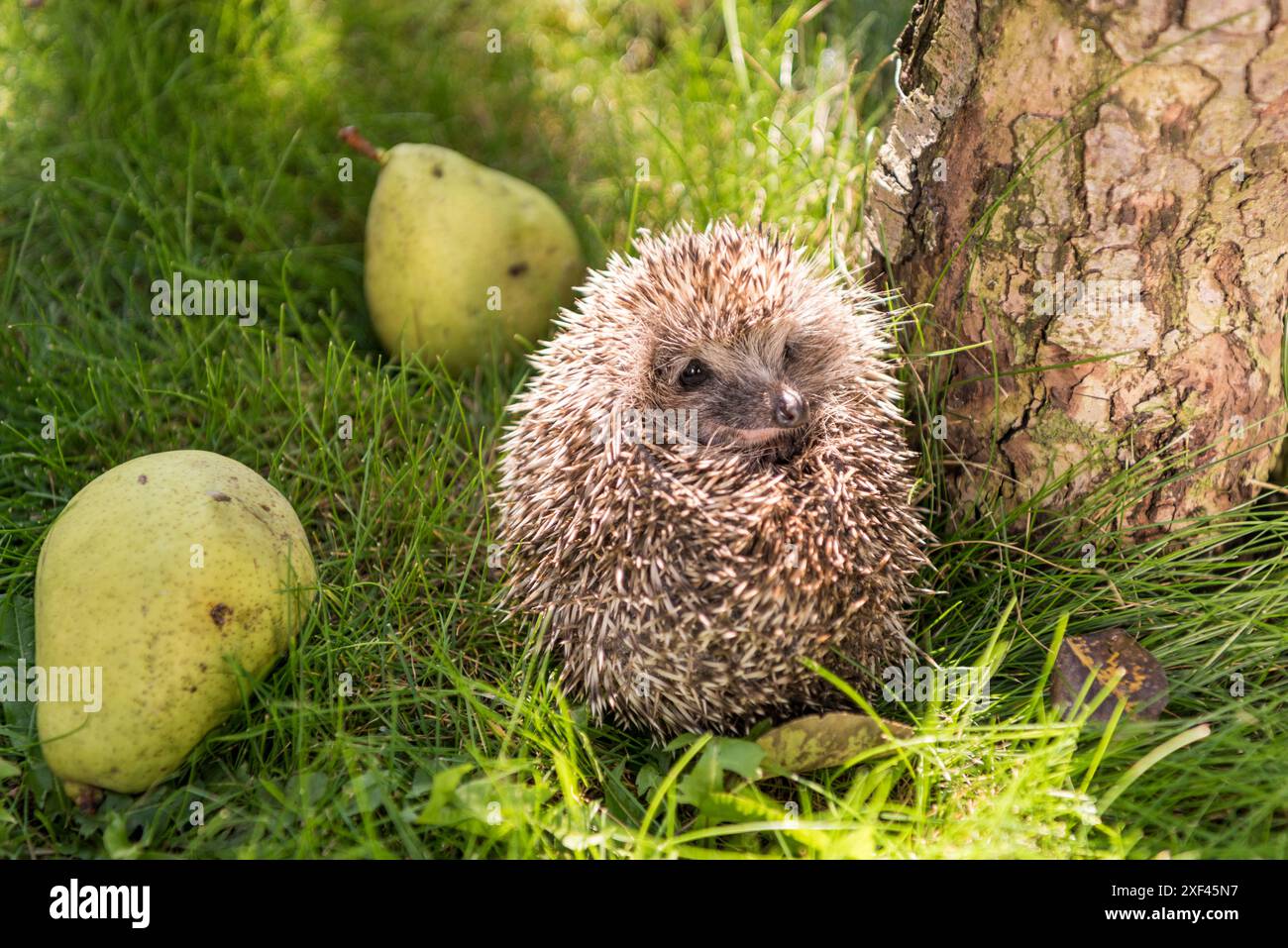 A little hedgehog lies curled up in a ball next to a pear tree Stock ...