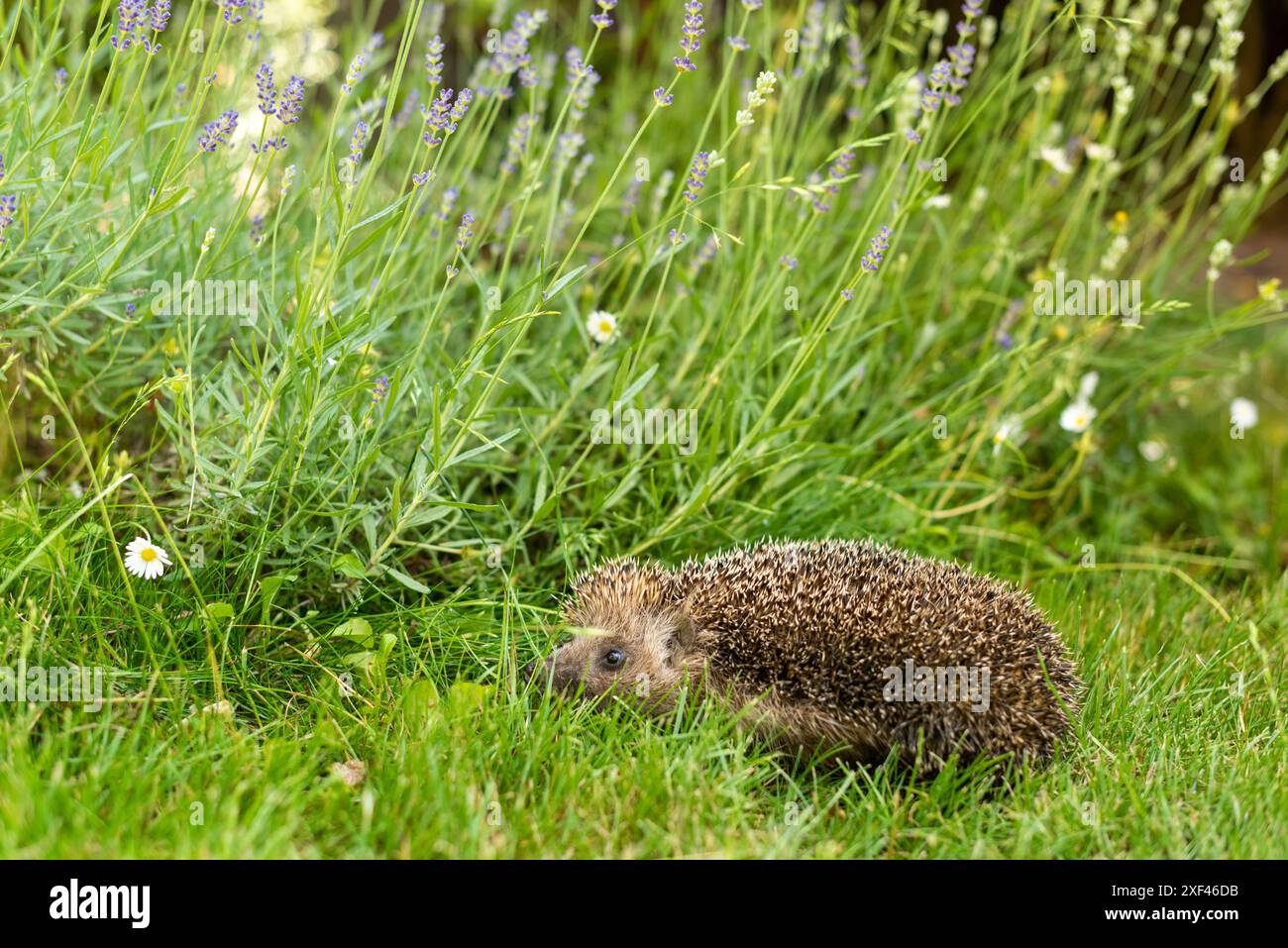 A hedgehog walks in a garden under lavender flowers and daisies ...