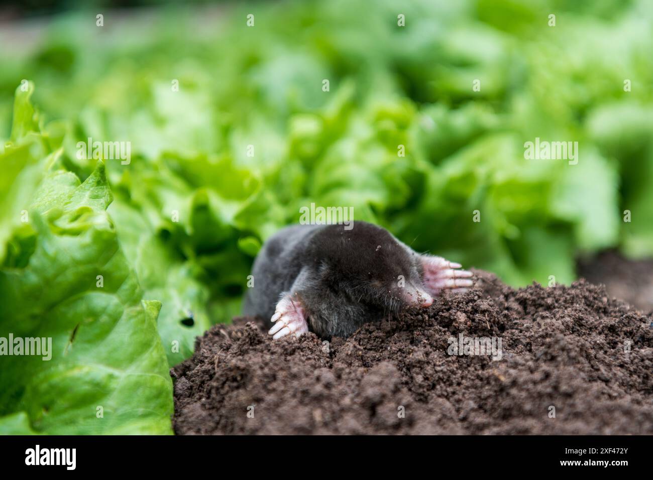 A mole has come out of its hole in a vegetable garden Stock Photo - Alamy
