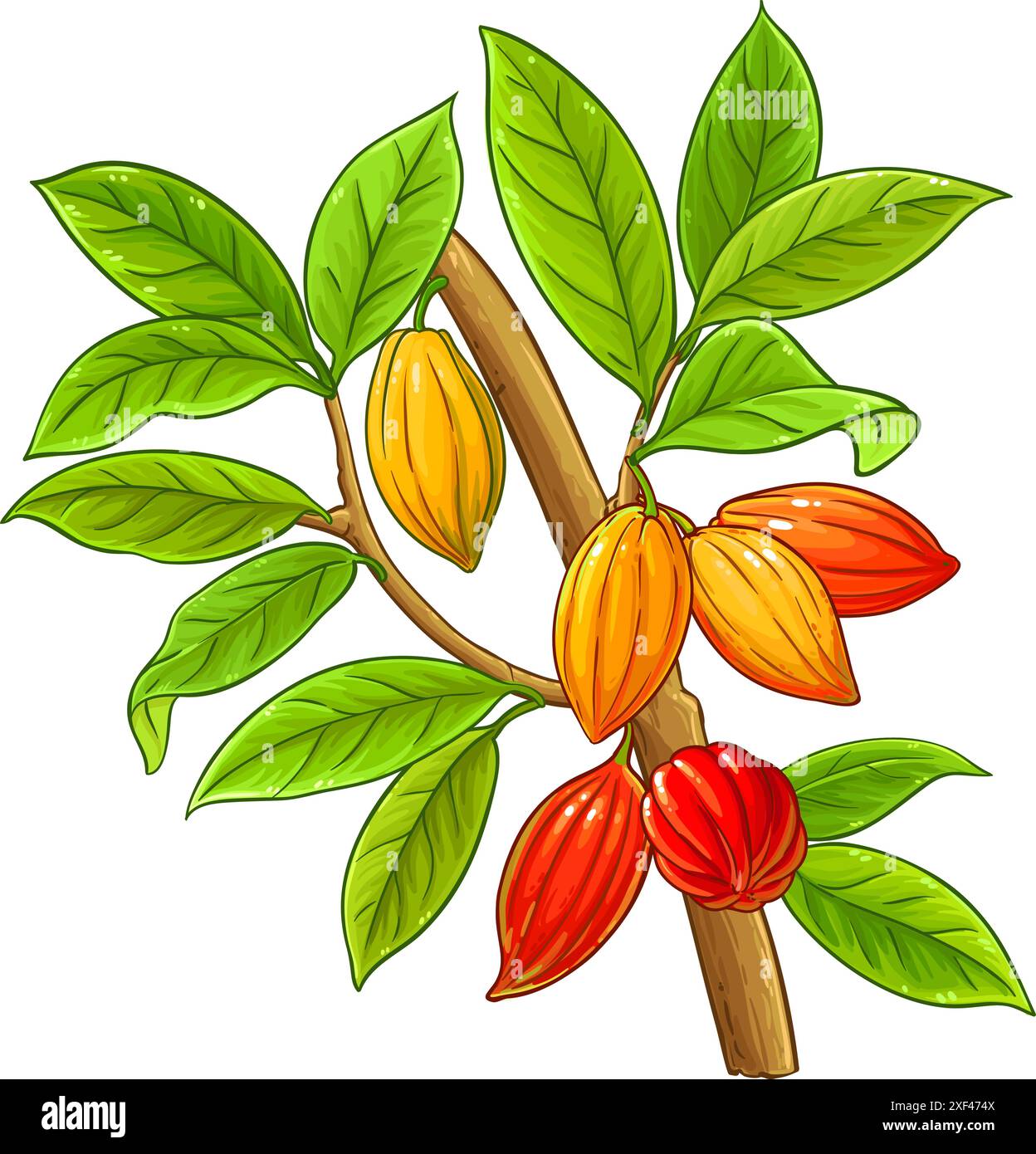 Cocoa plant with flowers Stock Vector Images - Alamy