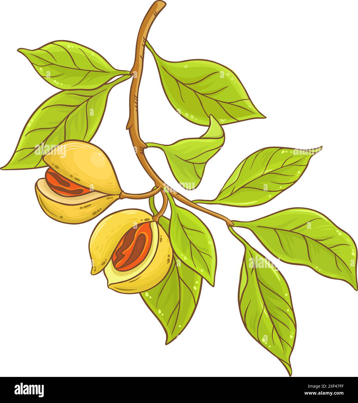 Nutmeg Branch Colored Detailed Illustration Stock Vector Image & Art ...