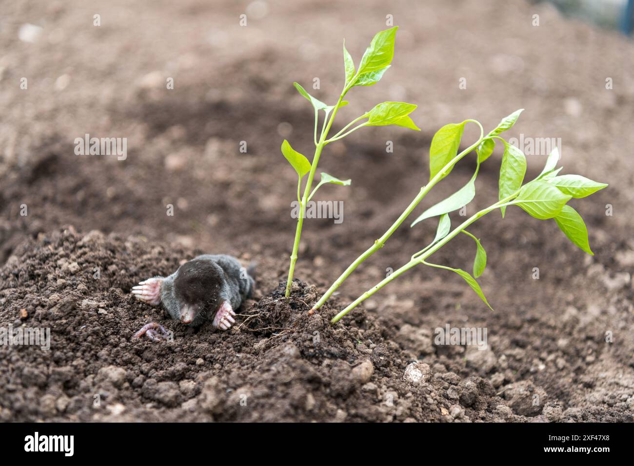Plant animal interactions hi-res stock photography and images - Alamy