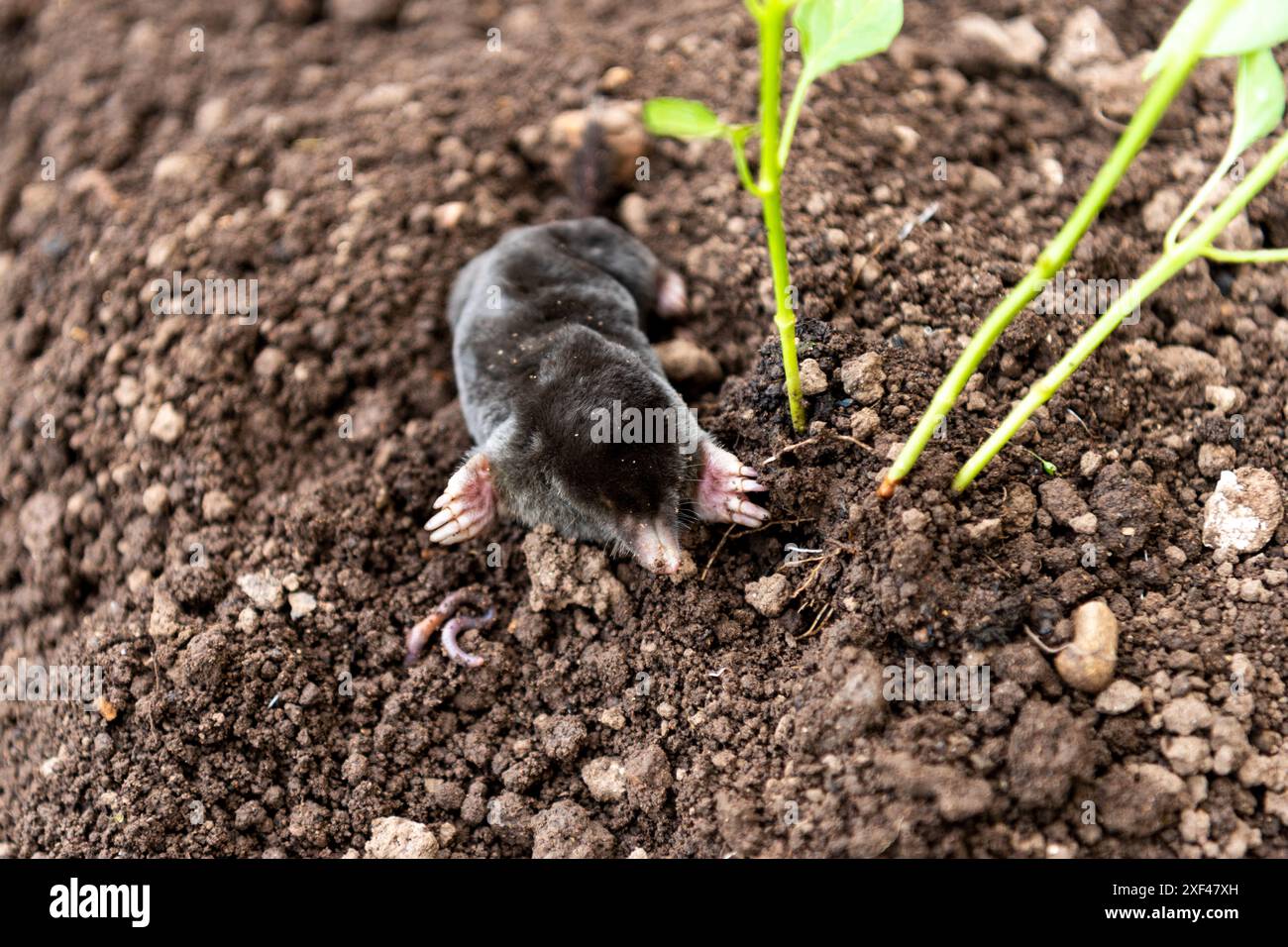 Agriculture ecosystem services hi-res stock photography and images - Alamy