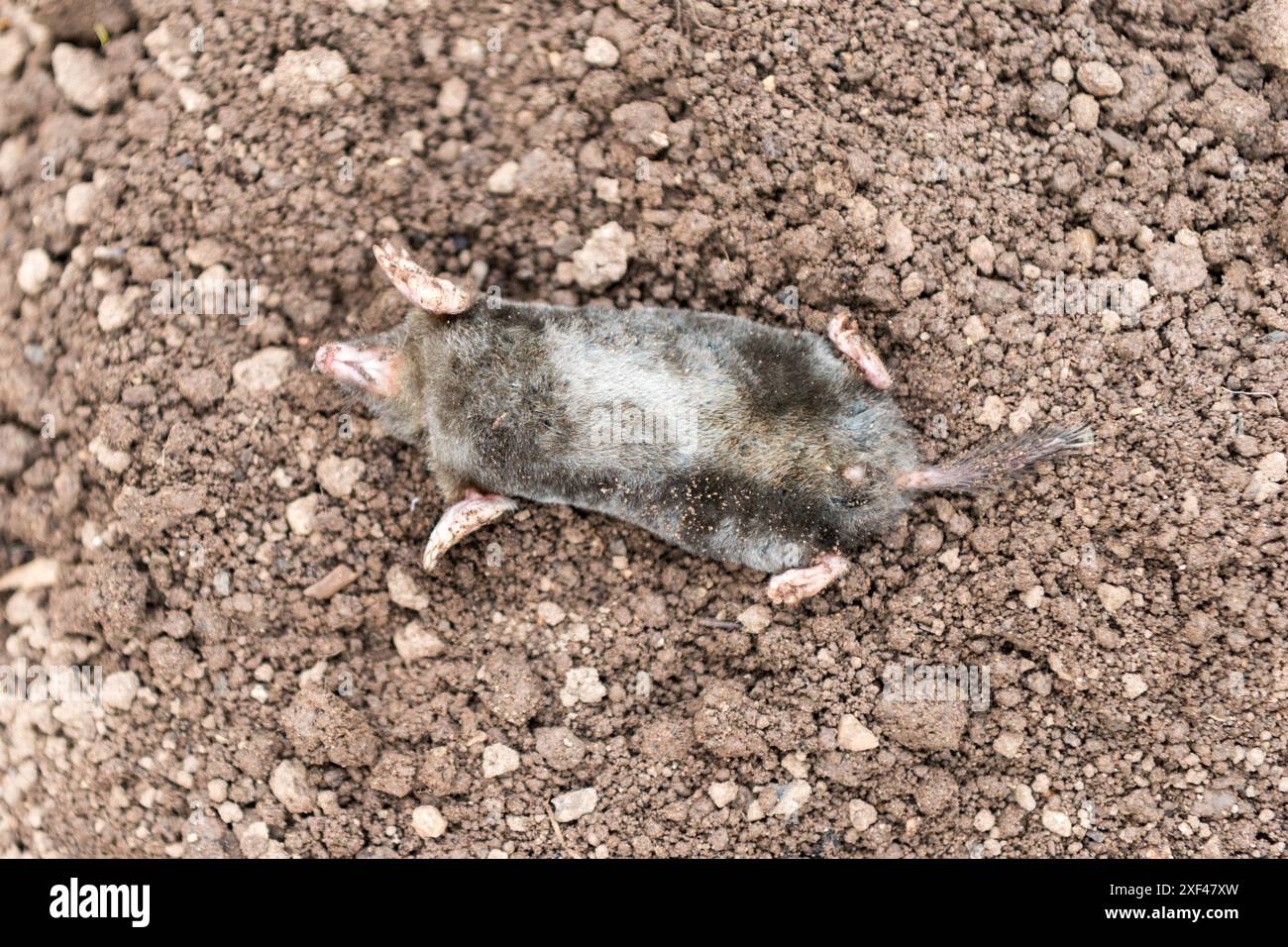 Excavated soil hi-res stock photography and images - Alamy