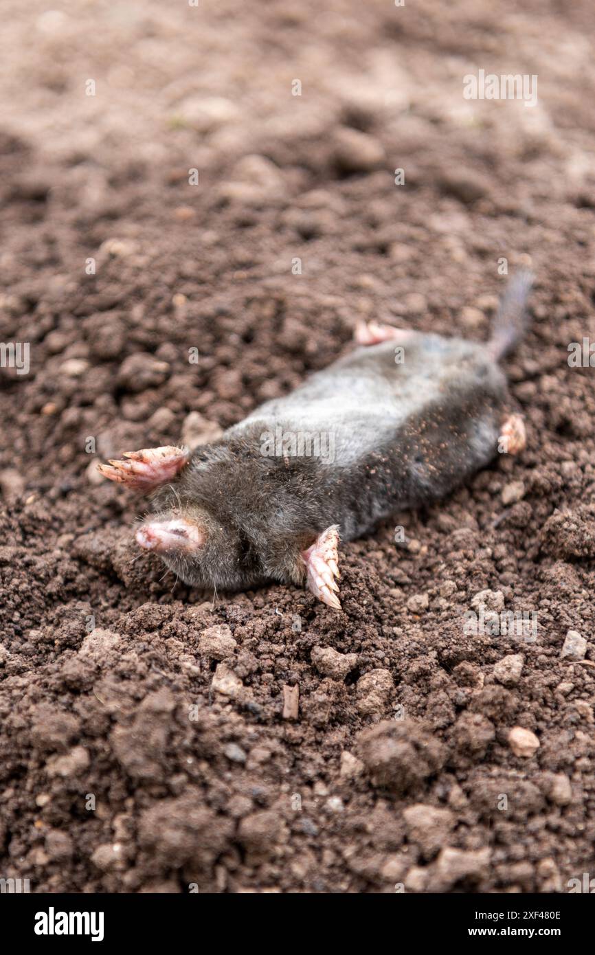 Mole forest hi-res stock photography and images - Alamy