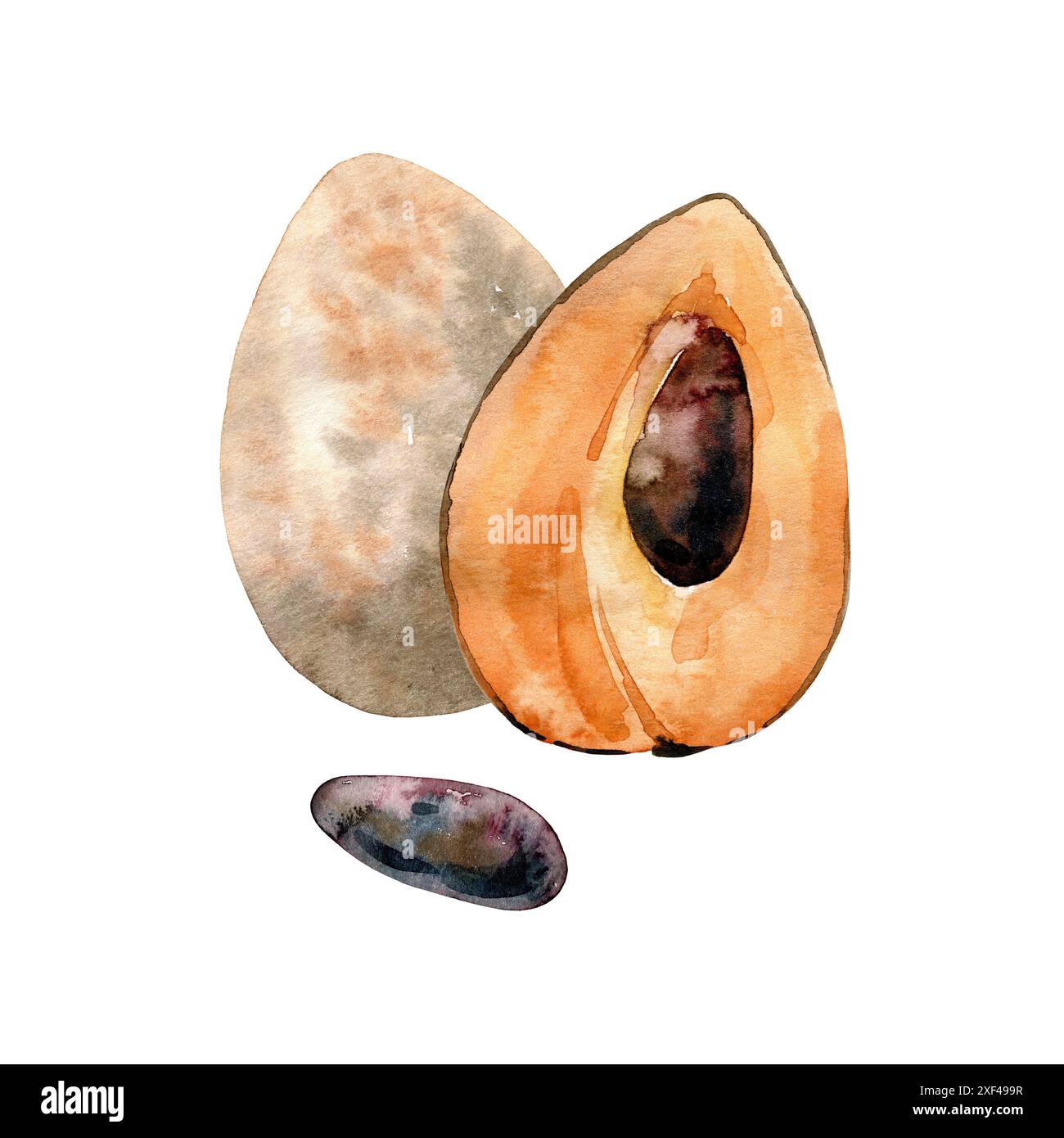 Hand Drawn Watercolor sapote Fruit illustration Stock Photo - Alamy