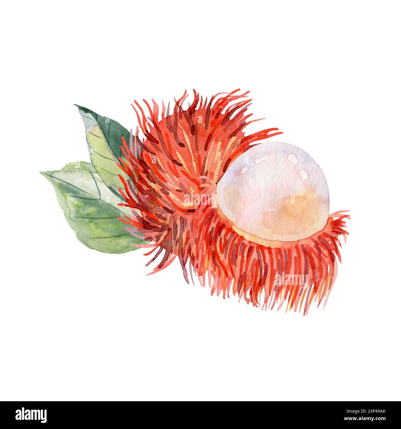 Hand Drawn Watercolor rambutan Fruit illustration Stock Photo - Alamy